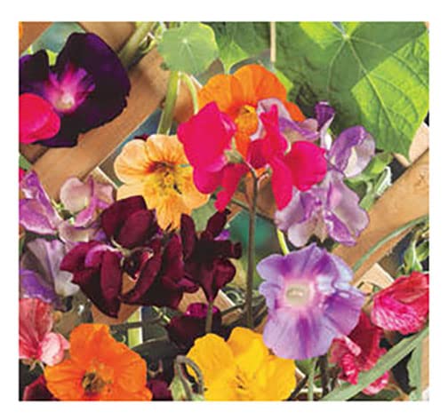 Colorful Mixed Climbing Vine Seeds - Morning Glory, Nasturtium, Black Eyed Susan Vine and Sweet Pea