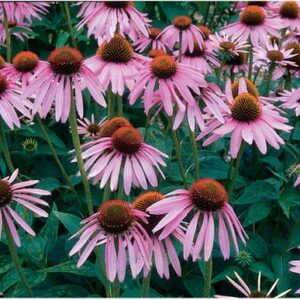 david’s garden seeds herb echinacea purpurea fba-00023 (purple) 200 non-gmo, heirloom seeds