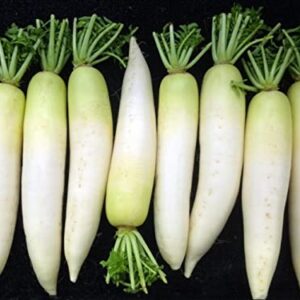 Daikon Radish Seeds for Planting | 100 Japanese Daikon Radish Seeds to Plant Outdoor Home Garden | Heirloom & Non-GMO Vegetable Seed Packets | White | Buy in Bulk (3 Packs)