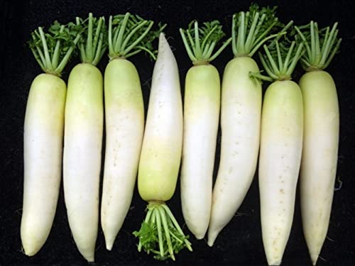 Daikon Radish Seeds for Planting | 100 Japanese Daikon Radish Seeds to Plant Outdoor Home Garden | Heirloom & Non-GMO Vegetable Seed Packets | White | Buy in Bulk (3 Packs)