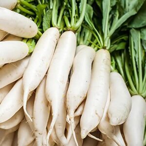 Daikon Radish Seeds for Planting | 100 Japanese Daikon Radish Seeds to Plant Outdoor Home Garden | Heirloom & Non-GMO Vegetable Seed Packets | White | Buy in Bulk (3 Packs)