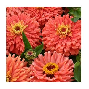 david’s garden seeds flower zinnia mixed colors cactus senora fba-7868 (salmon) 50 non-gmo, heirloom seeds