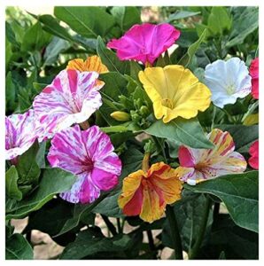 80 broken colors four o’clock seeds – tender perennial that reseeds easily