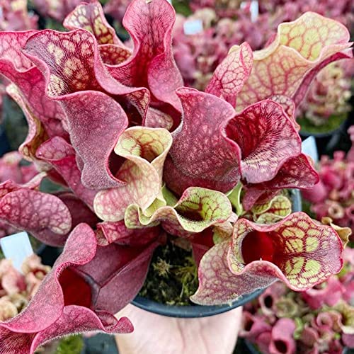 QAUZUY GARDEN 50 Rare Sarracenia Purpurea Seeds Purple Northern Pitcher Plant Seeds, Turtle Socks, Side-Saddle Flower - Tropical Exotic Carnivorous Plant & Easy Grow