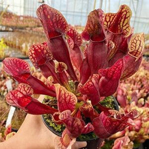 QAUZUY GARDEN 50 Rare Sarracenia Purpurea Seeds Purple Northern Pitcher Plant Seeds, Turtle Socks, Side-Saddle Flower - Tropical Exotic Carnivorous Plant & Easy Grow