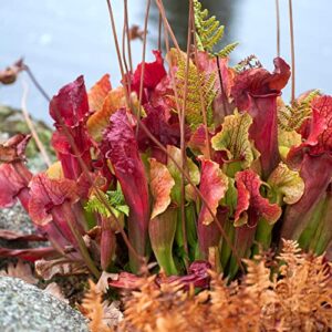 QAUZUY GARDEN 50 Rare Sarracenia Purpurea Seeds Purple Northern Pitcher Plant Seeds, Turtle Socks, Side-Saddle Flower - Tropical Exotic Carnivorous Plant & Easy Grow