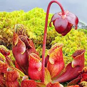 QAUZUY GARDEN 50 Rare Sarracenia Purpurea Seeds Purple Northern Pitcher Plant Seeds, Turtle Socks, Side-Saddle Flower - Tropical Exotic Carnivorous Plant & Easy Grow