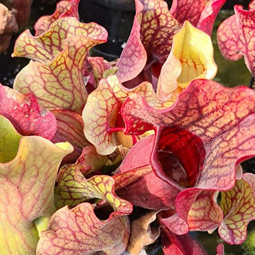 QAUZUY GARDEN 50 Rare Sarracenia Purpurea Seeds Purple Northern Pitcher Plant Seeds, Turtle Socks, Side-Saddle Flower - Tropical Exotic Carnivorous Plant & Easy Grow