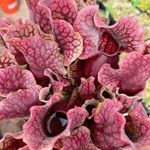 QAUZUY GARDEN 50 Rare Sarracenia Purpurea Seeds Purple Northern Pitcher Plant Seeds, Turtle Socks, Side-Saddle Flower - Tropical Exotic Carnivorous Plant & Easy Grow