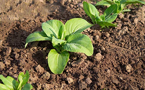 Pak Choi Cabbage Seeds for Planting, 500+ Heirloom Seeds Per Packet, (Isla's Garden Seeds), Non GMO Seeds, Botanical Name: Brassica rapa subsp. chinensi, Great Home Garden Gift