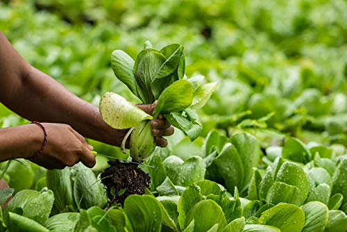 Pak Choi Cabbage Seeds for Planting, 500+ Heirloom Seeds Per Packet, (Isla's Garden Seeds), Non GMO Seeds, Botanical Name: Brassica rapa subsp. chinensi, Great Home Garden Gift