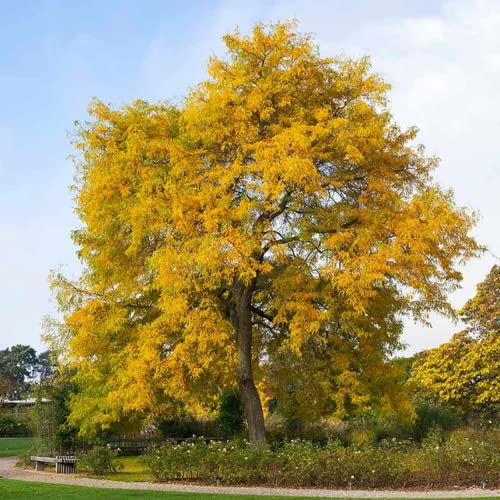 CHUXAY GARDEN 10 Seeds Gleditsia Triacanthos,Honey Locust Seed,Common Honey Locust Elegant Large Deciduous Tree Produce Honey Fast Growing