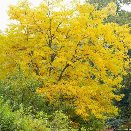 CHUXAY GARDEN 10 Seeds Gleditsia Triacanthos,Honey Locust Seed,Common Honey Locust Elegant Large Deciduous Tree Produce Honey Fast Growing