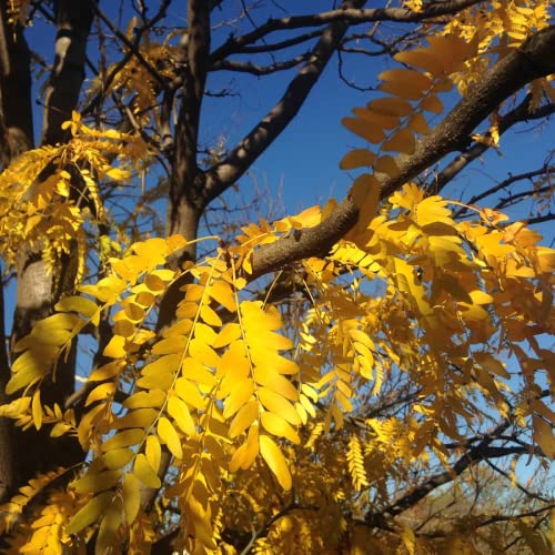 CHUXAY GARDEN 10 Seeds Gleditsia Triacanthos,Honey Locust Seed,Common Honey Locust Elegant Large Deciduous Tree Produce Honey Fast Growing