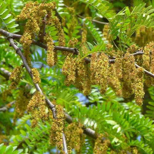 CHUXAY GARDEN 10 Seeds Gleditsia Triacanthos,Honey Locust Seed,Common Honey Locust Elegant Large Deciduous Tree Produce Honey Fast Growing