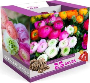 ranunculus bulbs for planting, 25 mix ranunculus corms bulk butterfly ranunculus flowers bulbs peony, large size