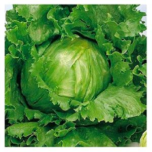 500 crisphead great lakes lettuce seeds | non-gmo | heirloom | instant latch garden seeds