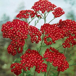 outsidepride perennial achillea yarrow cerise queen garden cut flowers attracting butterflies – 10000 seeds