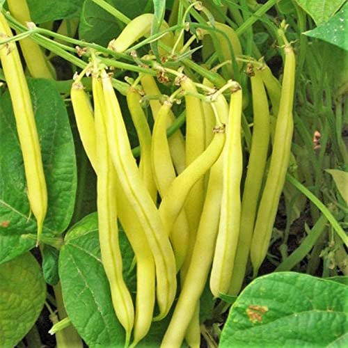 TomorrowSeeds - Kentucky Wonder Yellow Wax Bean Seeds - 30+ Count Packet - (Pole) NonGMO Stringless Butter Beans Garden Vegetable Seed