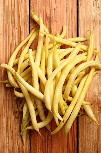 TomorrowSeeds - Kentucky Wonder Yellow Wax Bean Seeds - 30+ Count Packet - (Pole) NonGMO Stringless Butter Beans Garden Vegetable Seed