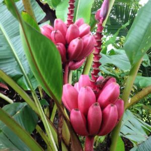 chuxay garden 10 seeds musa velutina seed,pink banana,hairy banana, pink fruiting banana, musa dasycarpa evergreen perennial plant showy display