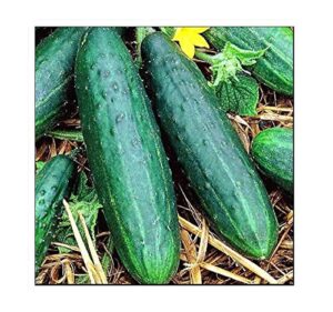 50 spacemaster cucumber seeds | non-gmo | fresh garden seeds