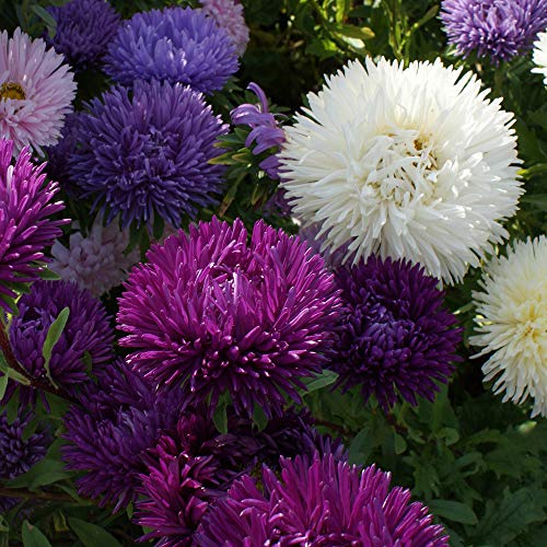 Outsidepride Tiger Paw Aster Gremlin Garden Flower Plant Seed Mix - 1000 Seeds