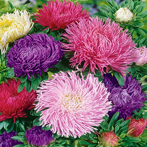 Outsidepride Tiger Paw Aster Gremlin Garden Flower Plant Seed Mix - 1000 Seeds