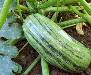 instant latch 20 italian genovese squash | non-gmo | heirloom | fresh garden seeds