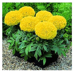 david’s garden seeds flower marigold giant yellow fba-1884 (yellow) 50 non-gmo, hybrid seeds