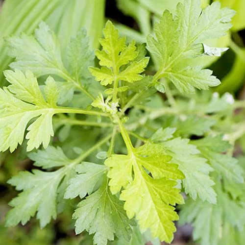 Artemisia Annua Seeds Sweet Annie, Chinese Wormwood Hardy Annual Deer Resistant Fragrant Patio Garden Outdoor Plant 200Pcs Herb Seeds by YEGAOL Garden