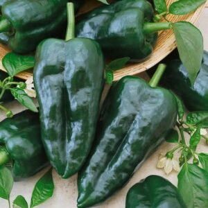 Ancho Grande Hot Pepper Seeds - Capsicum Annuum - 1 Grams - Approx 100 Gardening Seeds - Vegetable Garden Seed