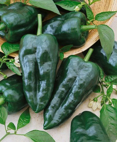 Ancho Grande Hot Pepper Seeds - Capsicum Annuum - 1 Grams - Approx 100 Gardening Seeds - Vegetable Garden Seed