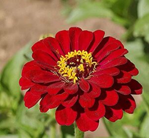 david’s garden seeds flower zinnia solid color meteor 1163 (burgundy) 200 non-gmo, heirloom seeds