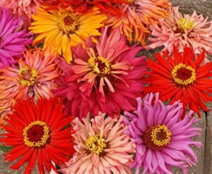 zinnia cactus flowered mix seeds – b266 (286 seeds, 2 grams)