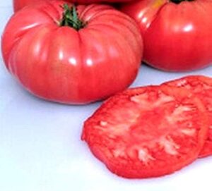 giant belgium tomato seeds for growing the belgian heirloom bin174 (80+ seeds, or 1/4 gram)