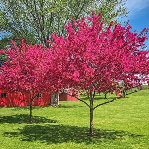 qauzuy garden 30 seeds flowering crabapple seeds crab apple malus prairiefire tree shrub bush seeds- striking flowering landscape plant- easy to grow & maintain