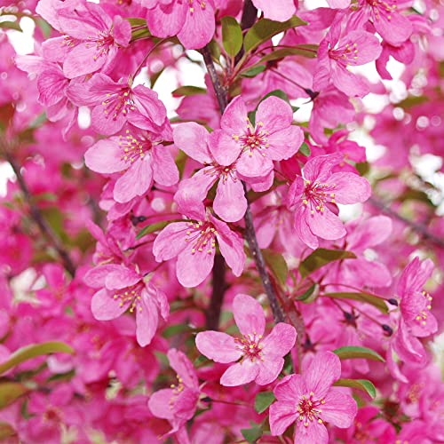 QAUZUY GARDEN 30 Seeds Flowering crabapple Seeds Crab Apple Malus Prairiefire Tree Shrub Bush Seeds- Striking Flowering Landscape Plant- Easy to Grow & Maintain