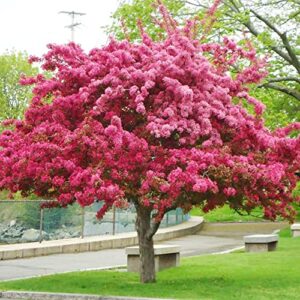 QAUZUY GARDEN 30 Seeds Flowering crabapple Seeds Crab Apple Malus Prairiefire Tree Shrub Bush Seeds- Striking Flowering Landscape Plant- Easy to Grow & Maintain