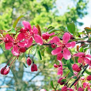 QAUZUY GARDEN 30 Seeds Flowering crabapple Seeds Crab Apple Malus Prairiefire Tree Shrub Bush Seeds- Striking Flowering Landscape Plant- Easy to Grow & Maintain