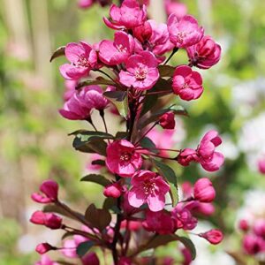 QAUZUY GARDEN 30 Seeds Flowering crabapple Seeds Crab Apple Malus Prairiefire Tree Shrub Bush Seeds- Striking Flowering Landscape Plant- Easy to Grow & Maintain