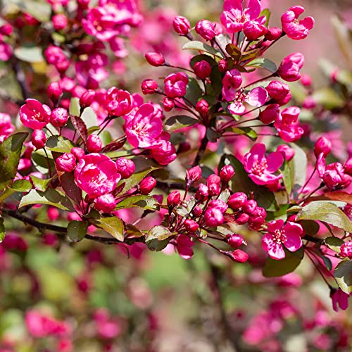 QAUZUY GARDEN 30 Seeds Flowering crabapple Seeds Crab Apple Malus Prairiefire Tree Shrub Bush Seeds- Striking Flowering Landscape Plant- Easy to Grow & Maintain