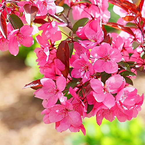 QAUZUY GARDEN 30 Seeds Flowering crabapple Seeds Crab Apple Malus Prairiefire Tree Shrub Bush Seeds- Striking Flowering Landscape Plant- Easy to Grow & Maintain