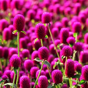 mokalala 20 pcs mixing gomphrena seeds | non-gmo | gomphrena globosa seeds for planting home garden