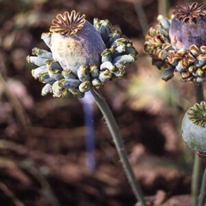 outsidepride papaver somniferum poppy hen & chickens rock garden & container flowers – 10000 seeds