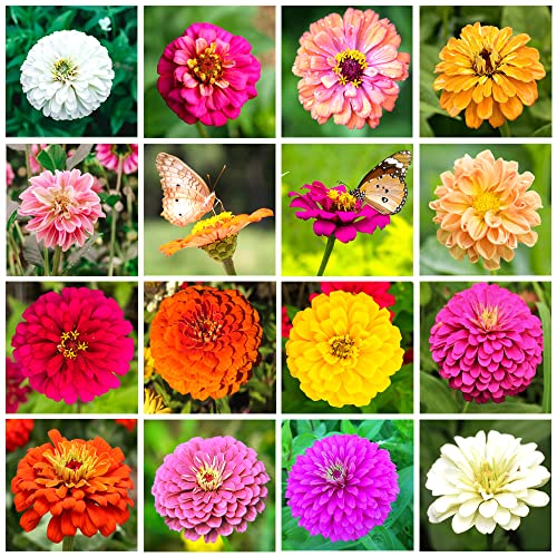 500+ Mix Colors Zinnia Seeds for Planting Outdoors, Heirloom Non-GMO 90% Germination, Open Pollinated, Wonderful Gardening Gifts