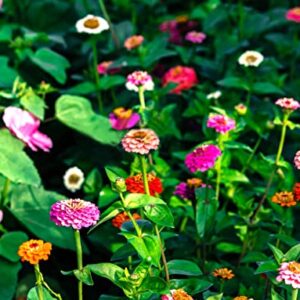 500+ Mix Colors Zinnia Seeds for Planting Outdoors, Heirloom Non-GMO 90% Germination, Open Pollinated, Wonderful Gardening Gifts