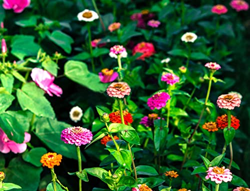 500+ Mix Colors Zinnia Seeds for Planting Outdoors, Heirloom Non-GMO 90% Germination, Open Pollinated, Wonderful Gardening Gifts