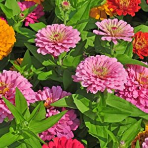 500+ Mix Colors Zinnia Seeds for Planting Outdoors, Heirloom Non-GMO 90% Germination, Open Pollinated, Wonderful Gardening Gifts