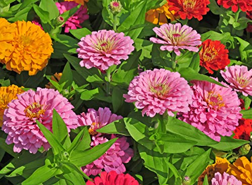 500+ Mix Colors Zinnia Seeds for Planting Outdoors, Heirloom Non-GMO 90% Germination, Open Pollinated, Wonderful Gardening Gifts